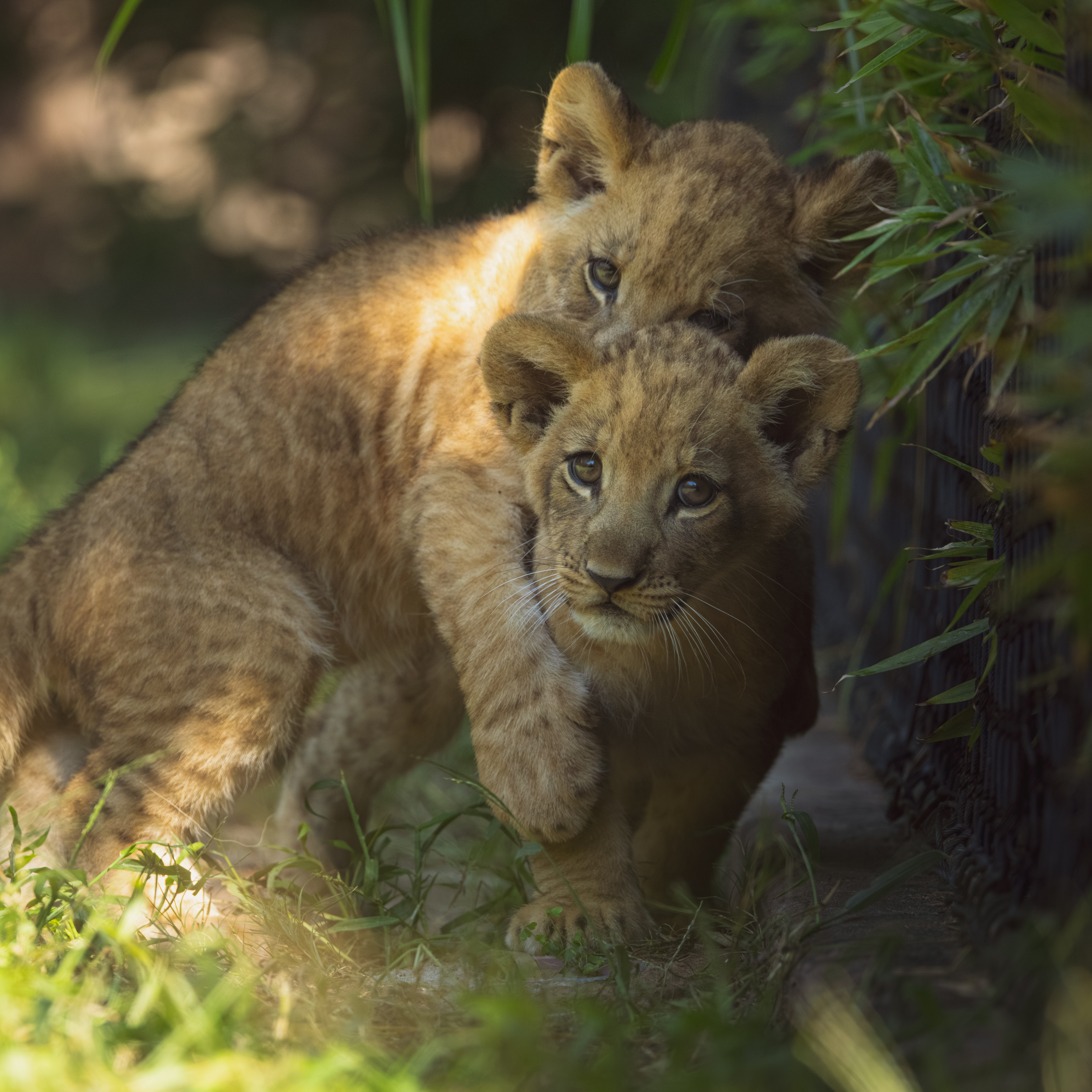 Two African lion cubs born at Texas zoo – NBC 5 Dallas-Fort Worth
