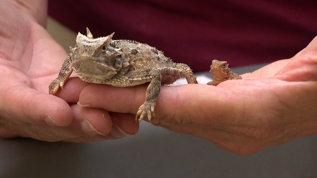 Fort Worth Zoo plans largest horned lizard release in Texas – NBC 5 Dallas-Fort Worth