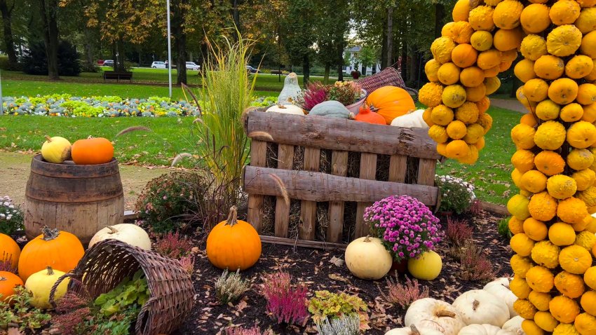 Fall festivals in October across DFW – NBC 5 Dallas-Fort Worth