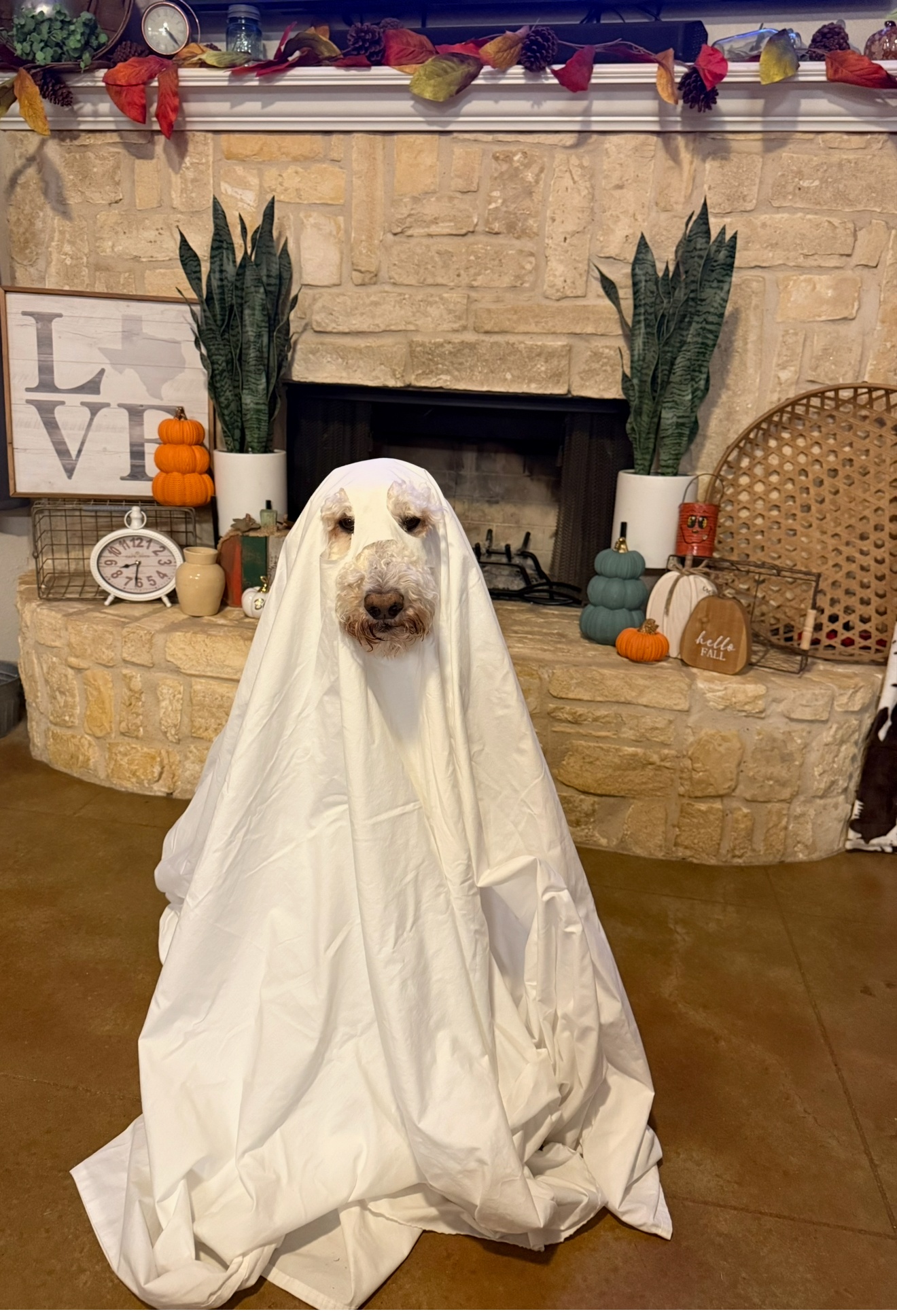 See 2025 Halloween photo collection – NBC 5 Dallas-Fort Worth