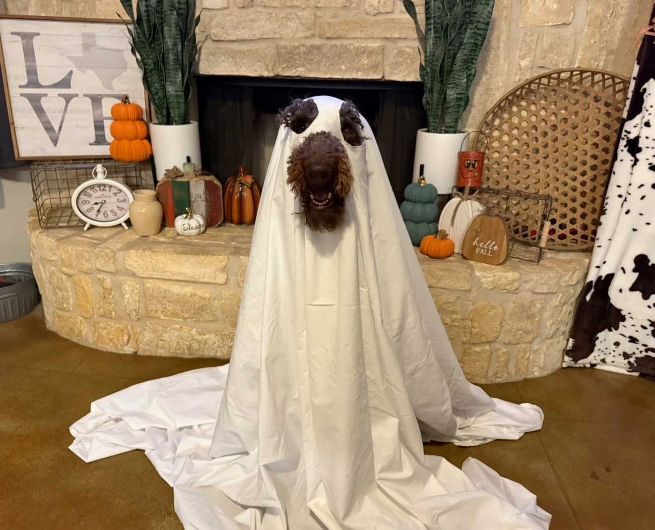 See 2025 Halloween photo collection – NBC 5 Dallas-Fort Worth