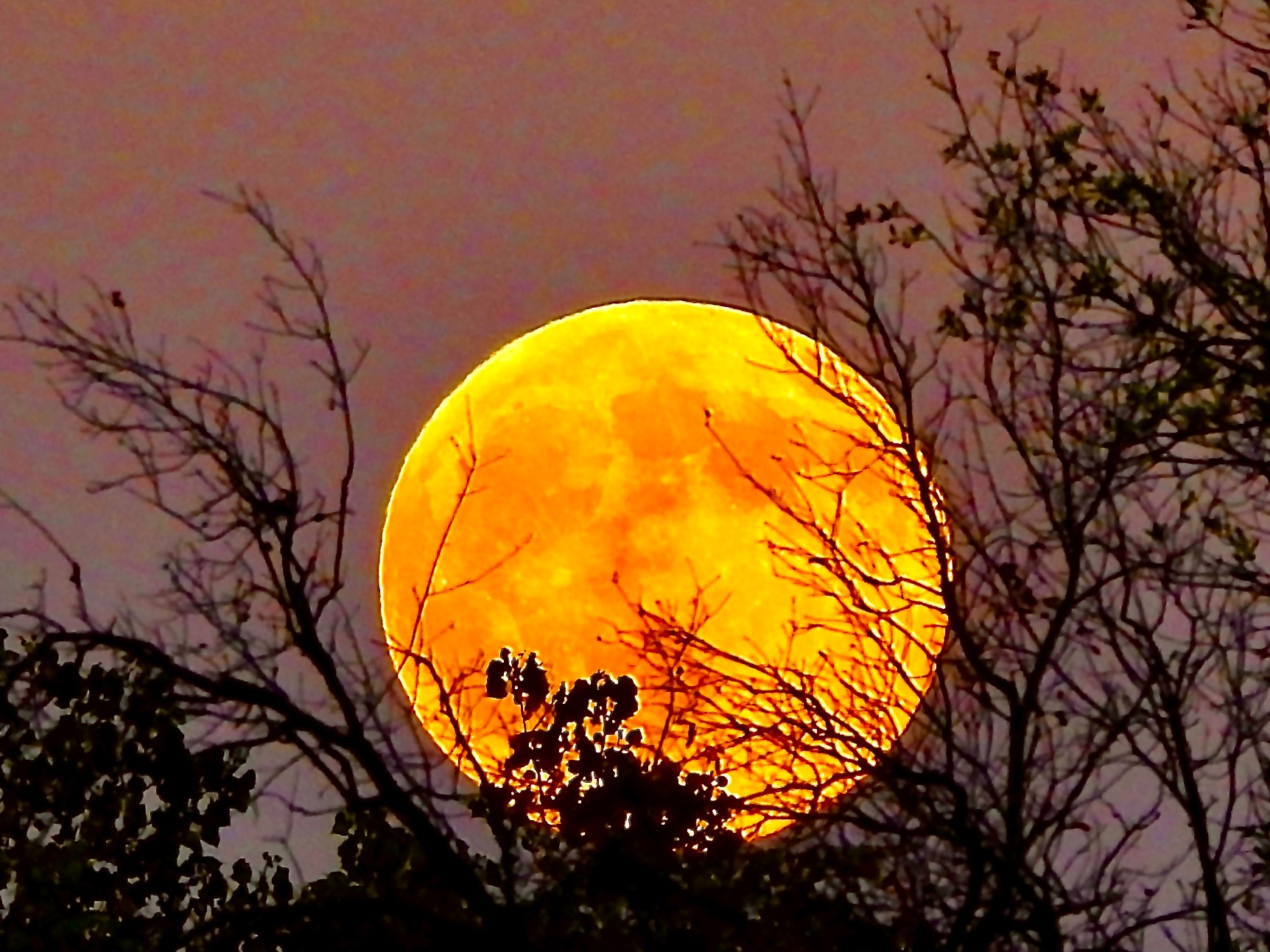 Harvest supermoon lights up the Texas night sky – NBC 5 Dallas-Fort Worth
