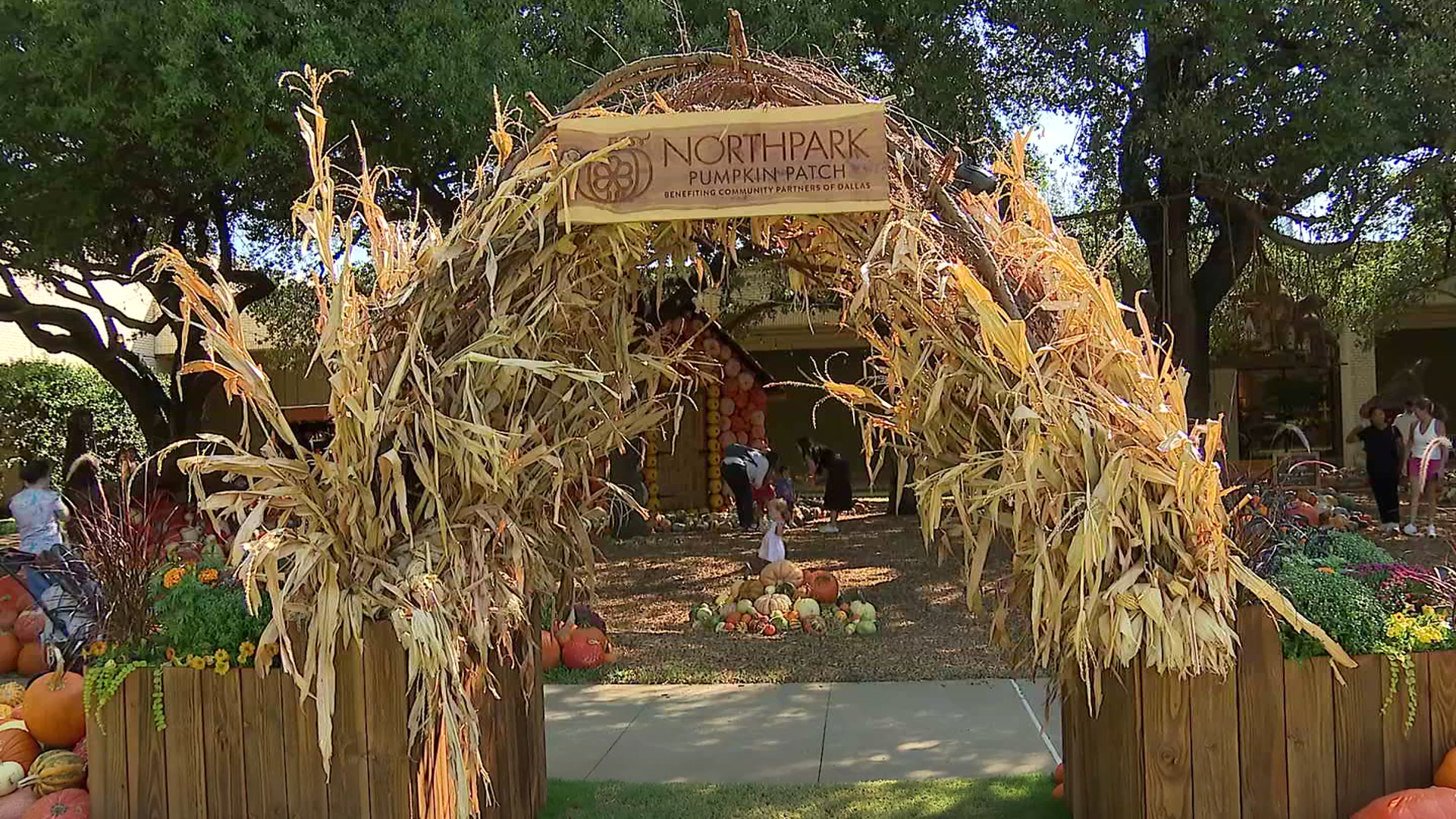 NorthPark Center pumpkin patch: photo op and fundraiser – NBC 5 Dallas ...