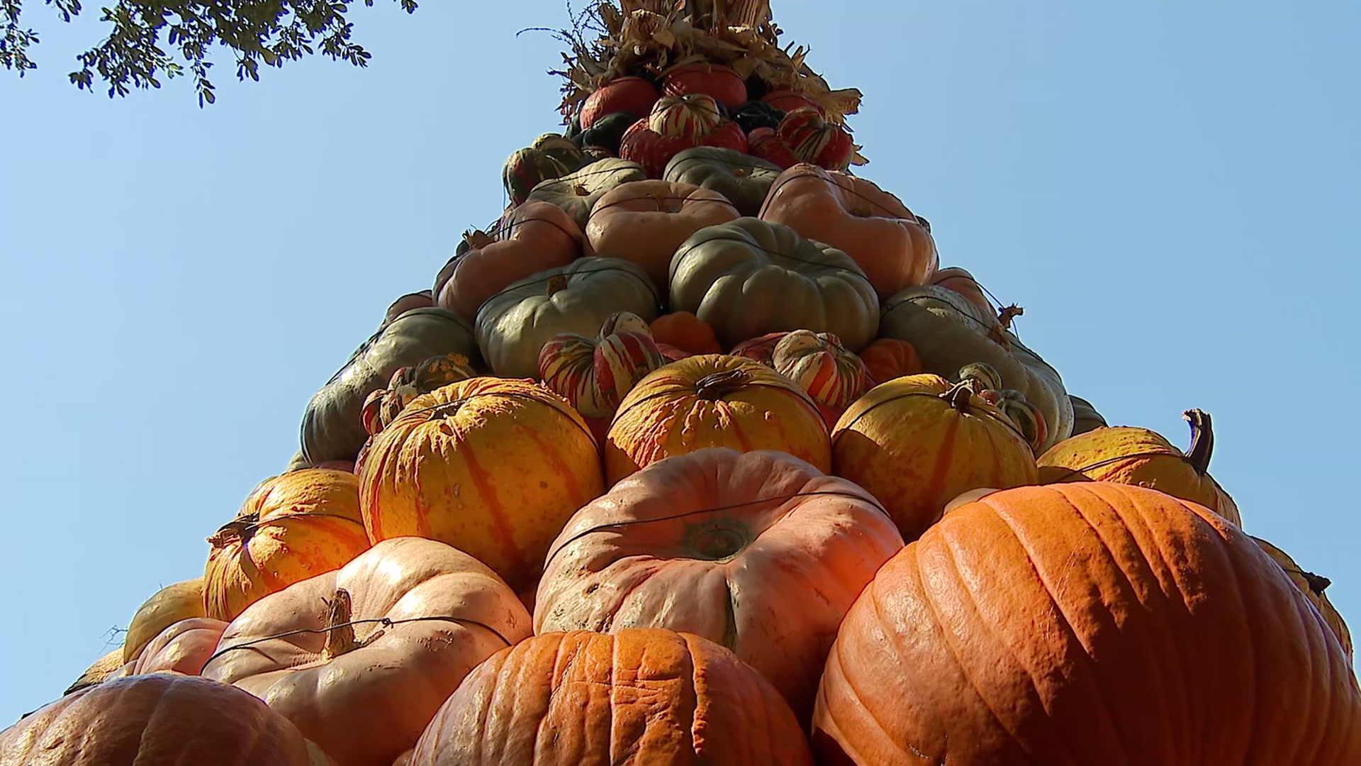 NorthPark Center pumpkin patch: photo op and fundraiser – NBC 5 Dallas ...