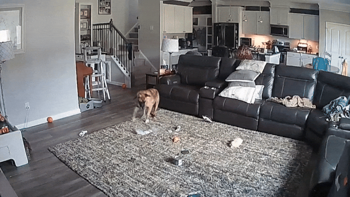 Dog starts fire inside North Carolina home after chewing battery – NBC ...