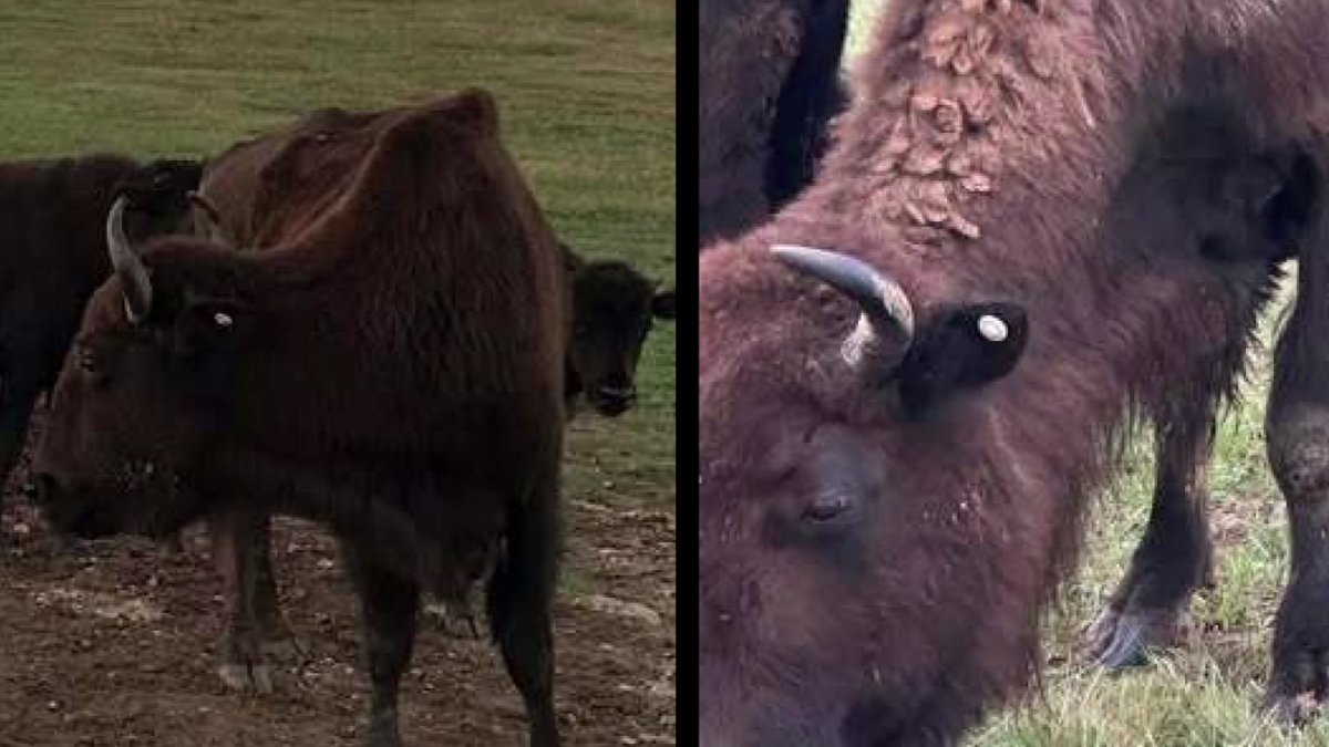 Bison killed and decapitated in Cooke County – NBC 5 Dallas-Fort Worth