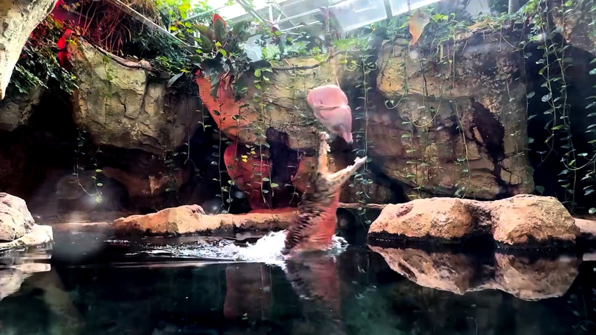 Watch a crocodile jumping from water to grab a turkey – NBC 5 Dallas ...