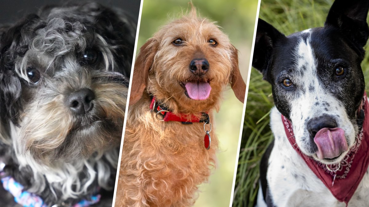 The American Kennel Club adds 3 more dog breeds – NBC 5 Dallas-Fort Worth