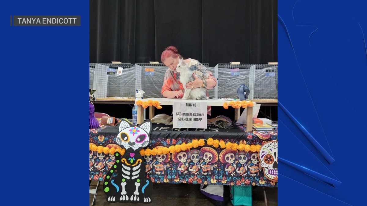 Cat show returns to Fort Worth – NBC 5 Dallas-Fort Worth