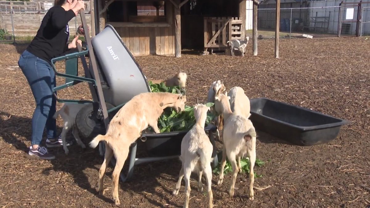 Bonton Farms goats skip Christmas trees over health concerns – NBC 5 ...