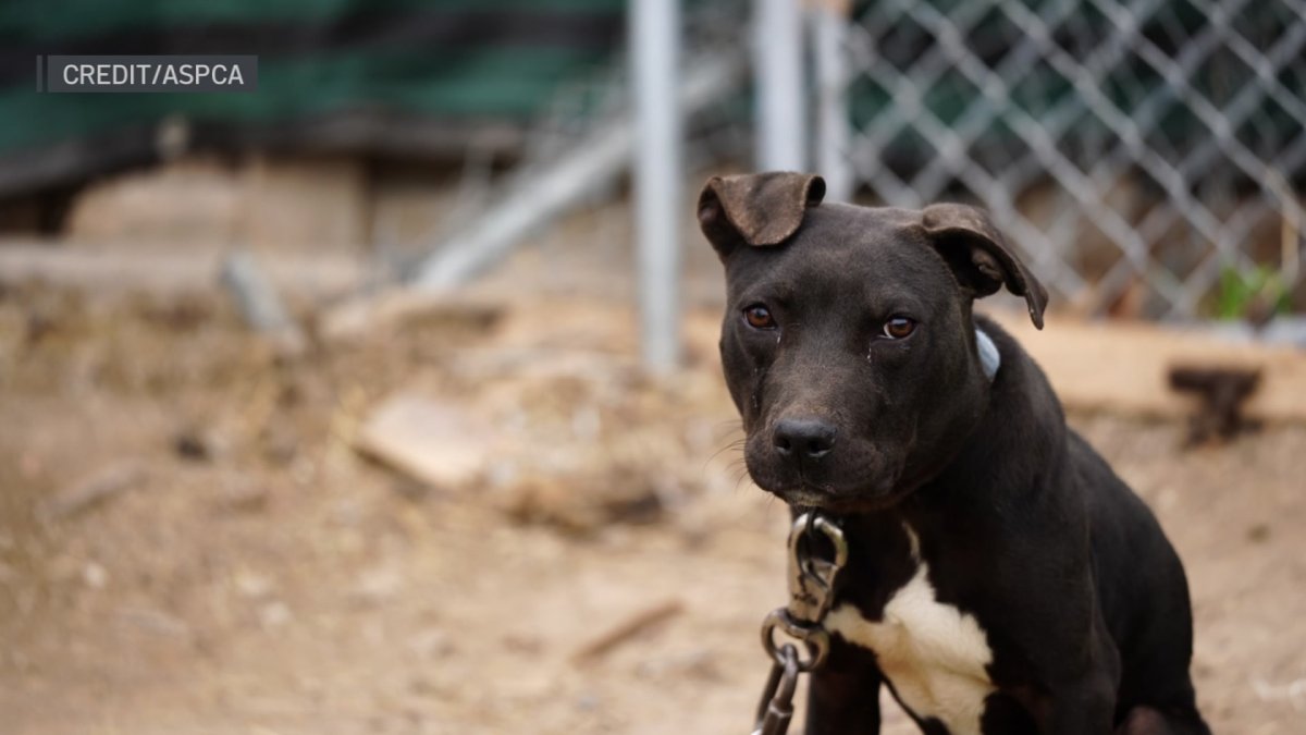 More than 200 dogs rescued from suspected dogfighting ring – NBC 5 ...