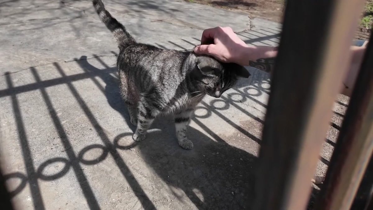 Dallas considers ordinance update for community cats – NBC 5 Dallas ...