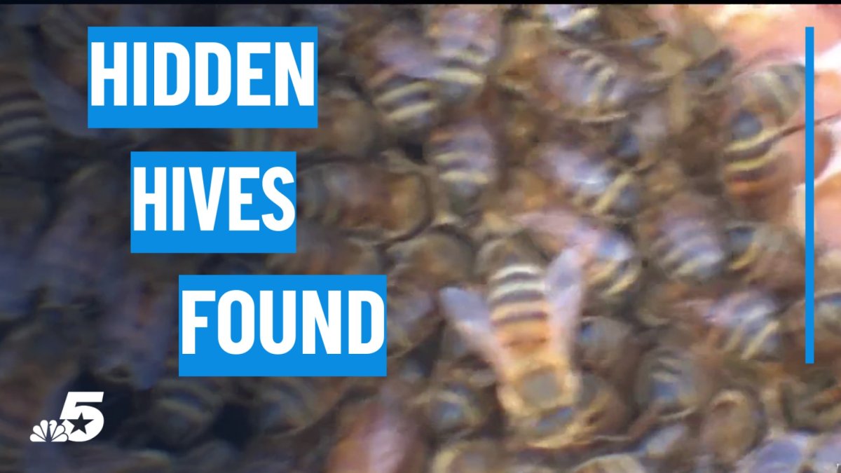 Why bees are showing up in unexpected places across North Texas – NBC 5 ...