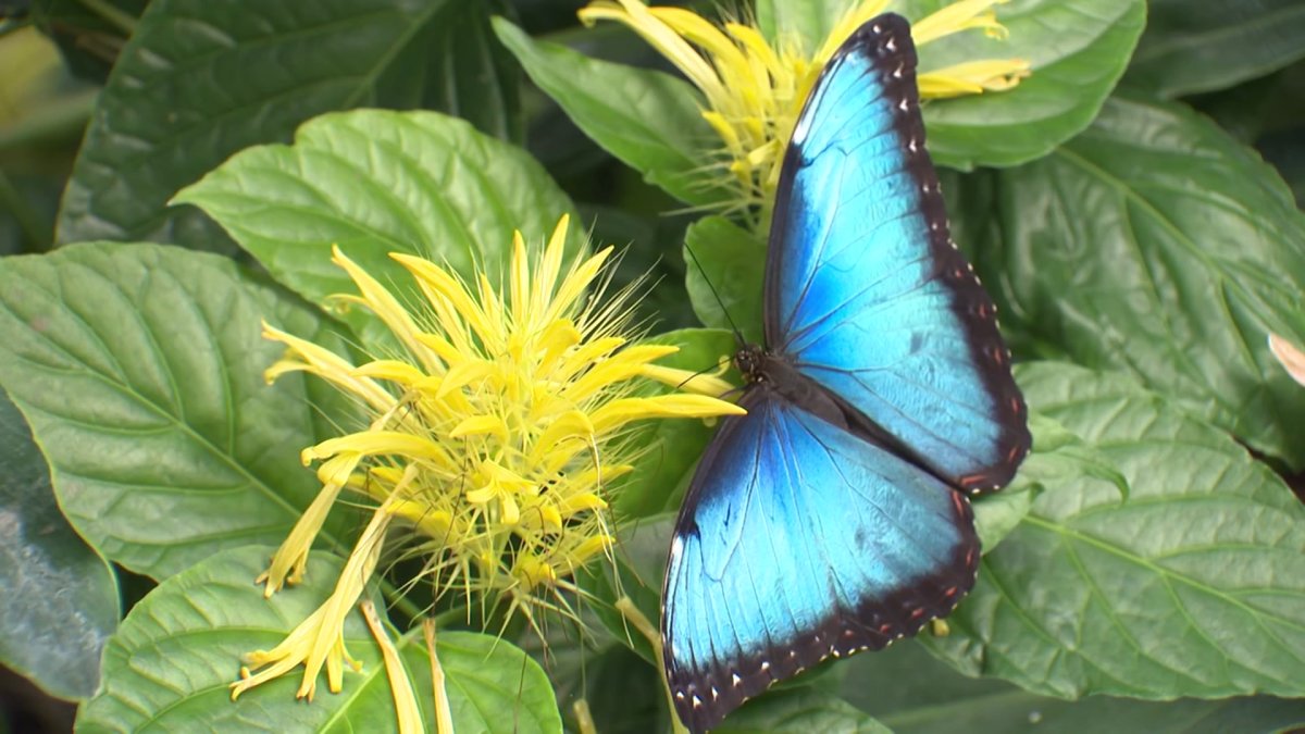 Butterflies in the Garden opens at Fort Worth Botanic Garden – NBC 5 ...