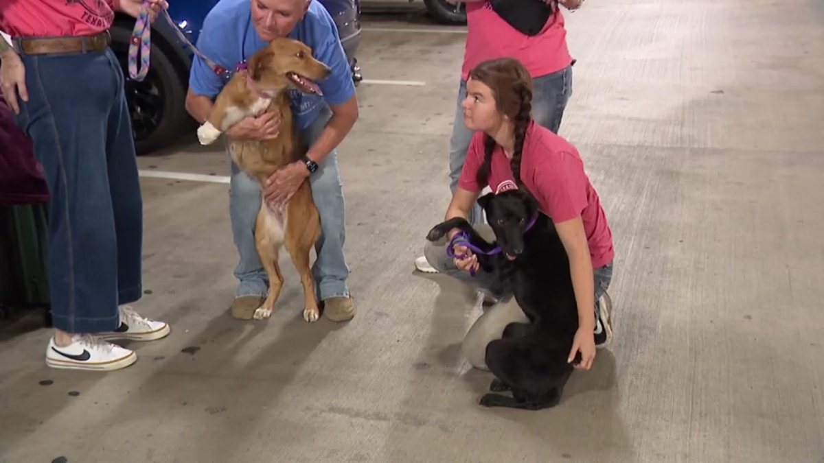 Two special-needs dogs rescued from Mexico find home in Granbury – NBC ...