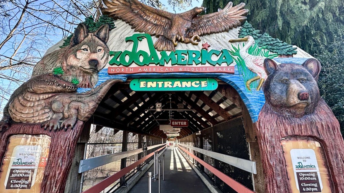Toddler injured by wolf at Zoo America after crawling under fence – NBC ...