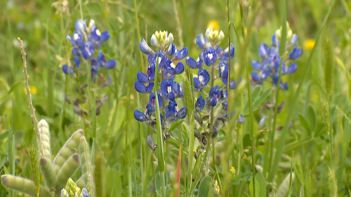 Ennis welcomes visitors for annual Bluebonnet Festival – NBC 5 Dallas ...