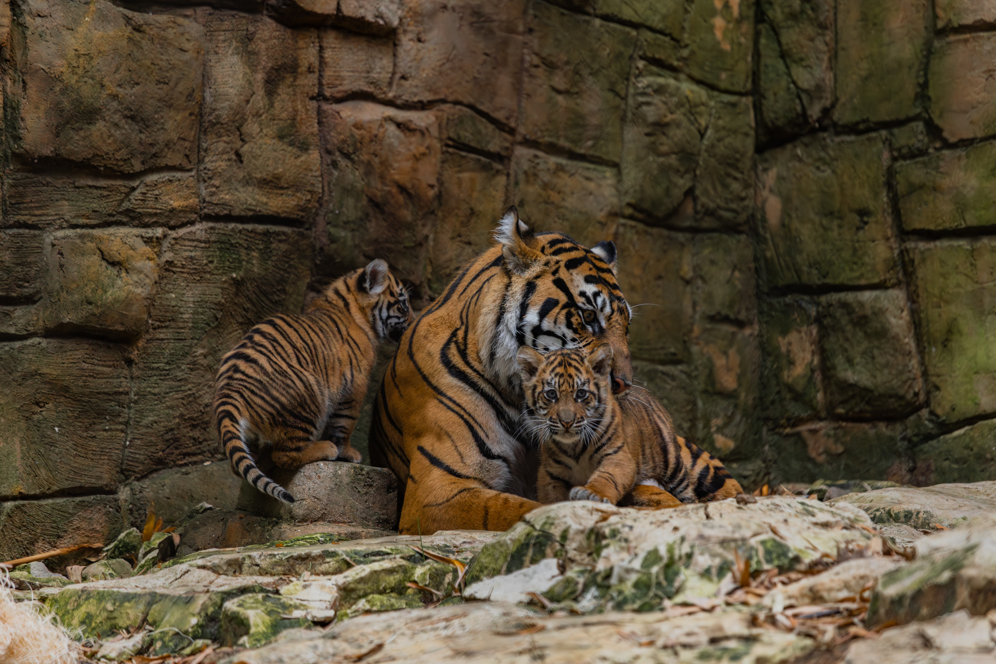 Dallas Zoo reveals its female tiger cub’s name – NBC 5 Dallas-Fort Worth