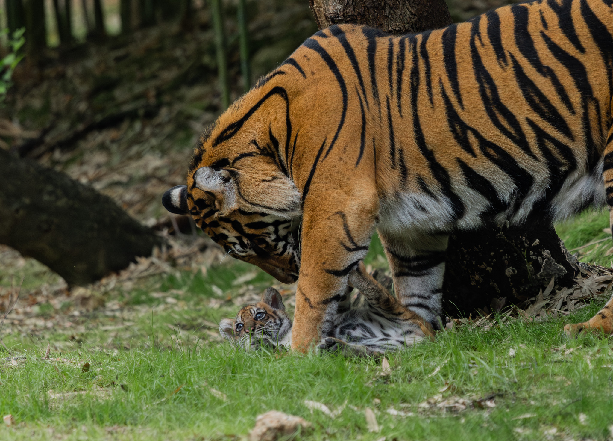 Dallas Zoo reveals its female tiger cub’s name – NBC 5 Dallas-Fort Worth