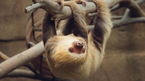 Fort Worth Zoo welcomes new two-toed sloth in renovated exhibit – NBC 5 ...
