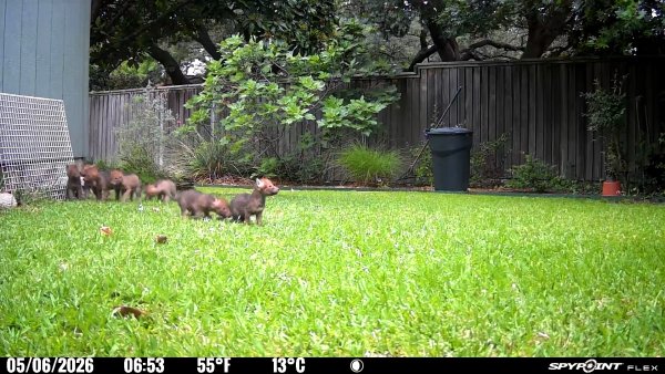 What to do if you see a coyote in Dallas during the day – NBC 5 Dallas ...