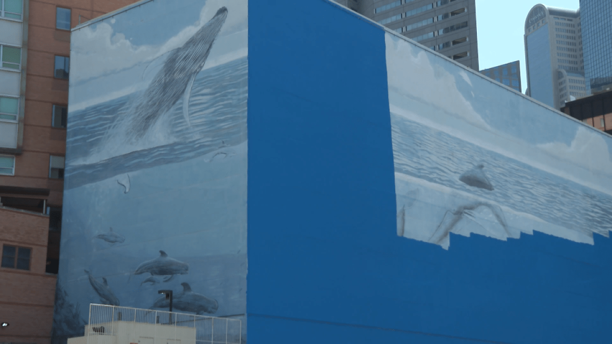 Dallas whale mural painted over for World Cup artwork – NBC 5 Dallas ...