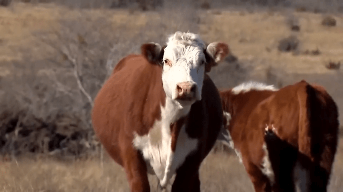 Screwworm cases not expected to impact beef prices – NBC 5 Dallas-Fort ...