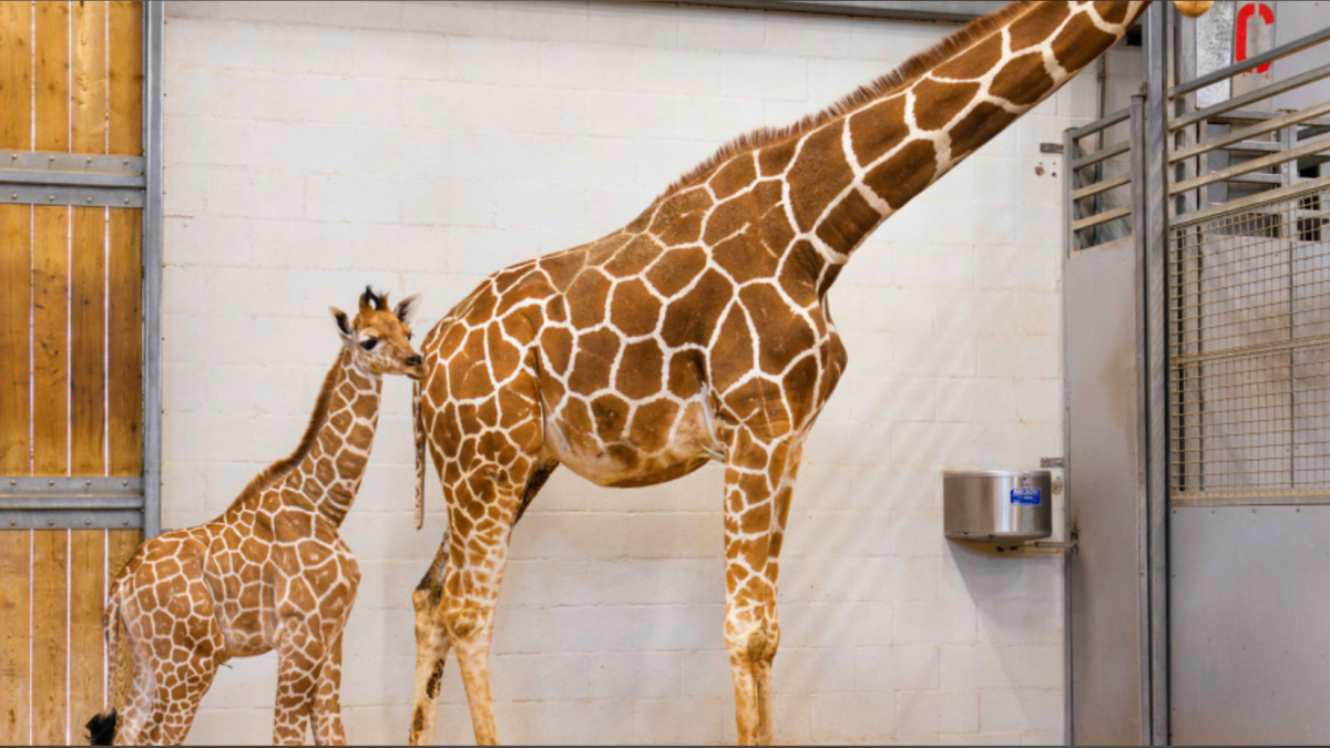 TODAY reveals name of baby girl giraffe born at Fort Worth Zoo – NBC 5 ...