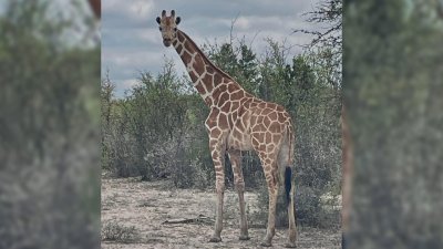 Giraffe loose in the Texas Hill Country, reward offered – NBC 5 Dallas ...